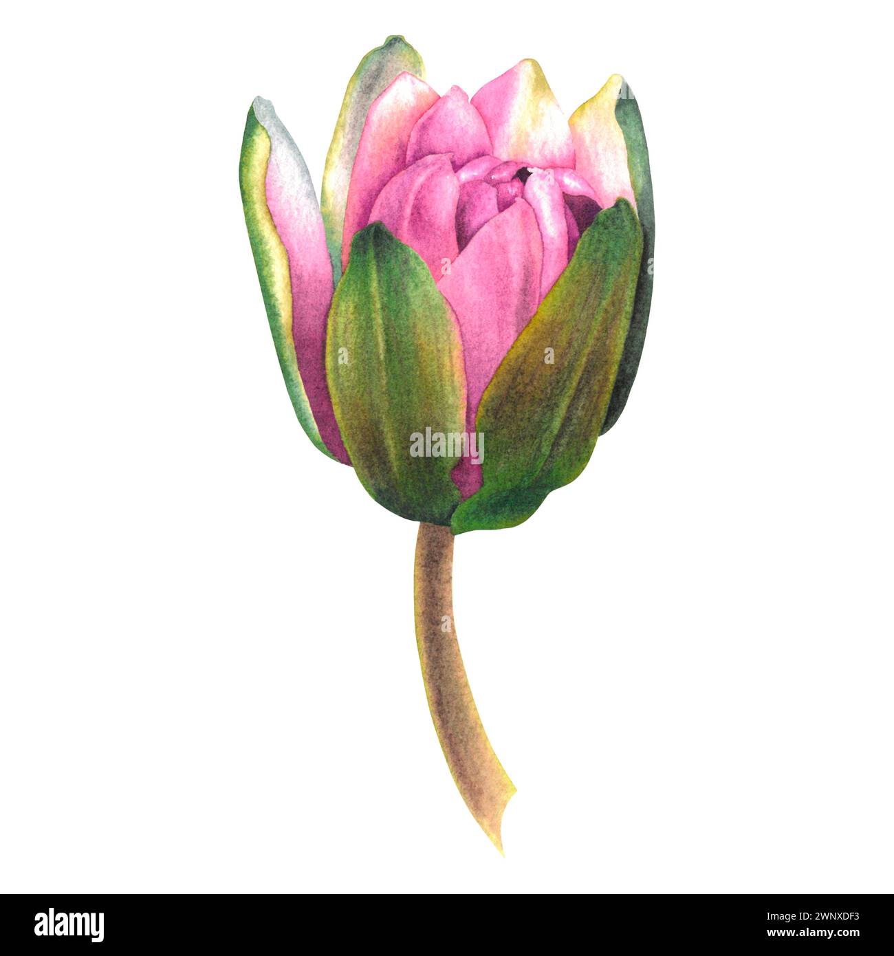 Blooming water lily bud. Hand drawn watercolor illustration of pink ...