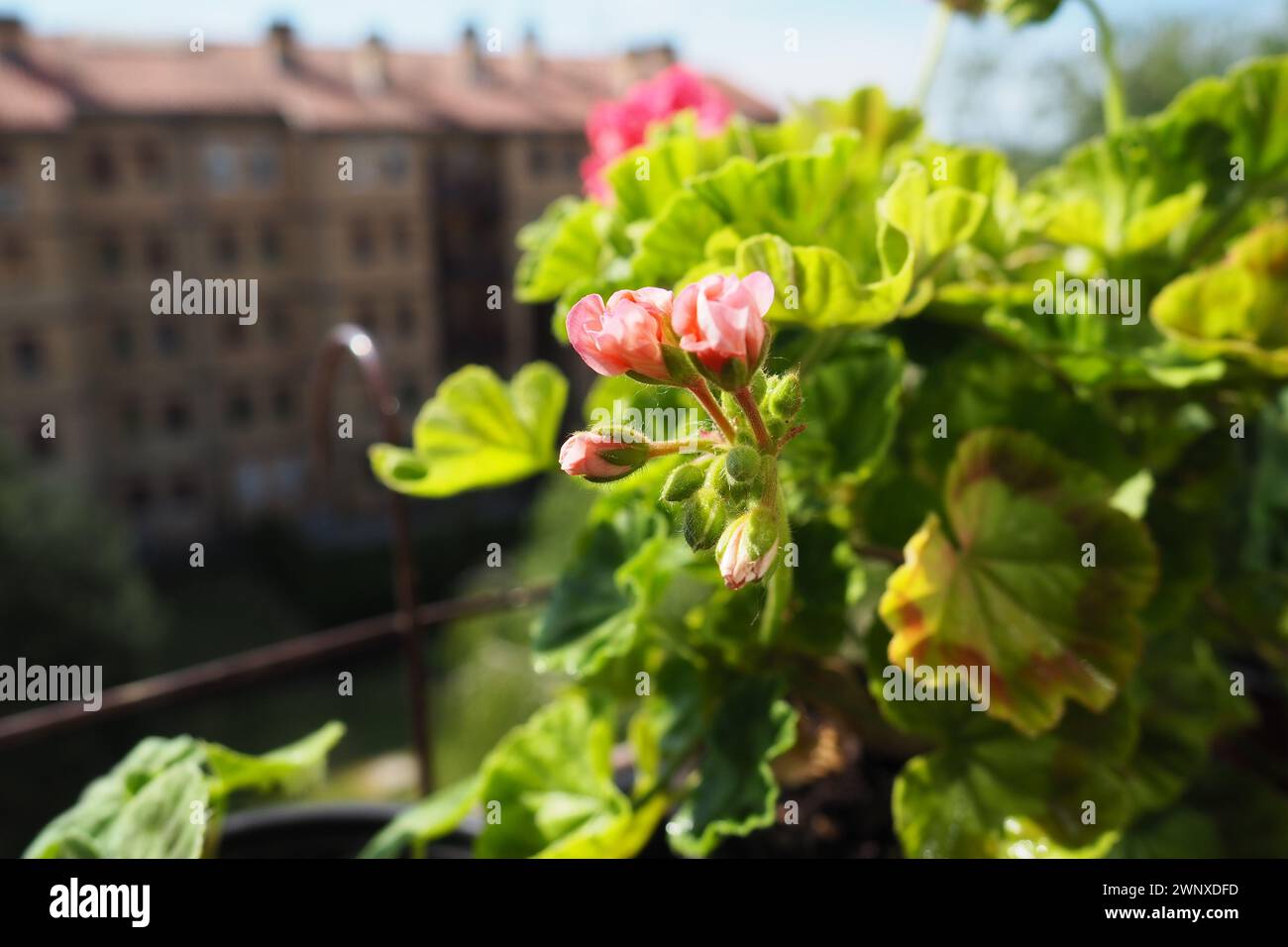 pink zonal geraniums on the windowsill. Pelargonium peltatum is a ...