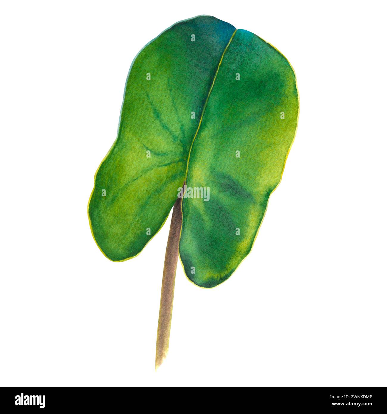 Lush Water Lily Leaf On Isolated Background Hand Drawn Watercolor Illustration Of Green Plant