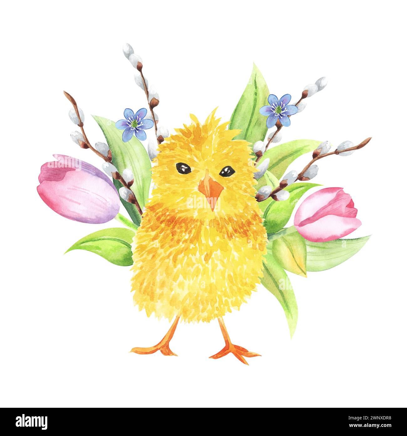 Easter watercolor illustration of chick, flowers, tulips, narcissus ...