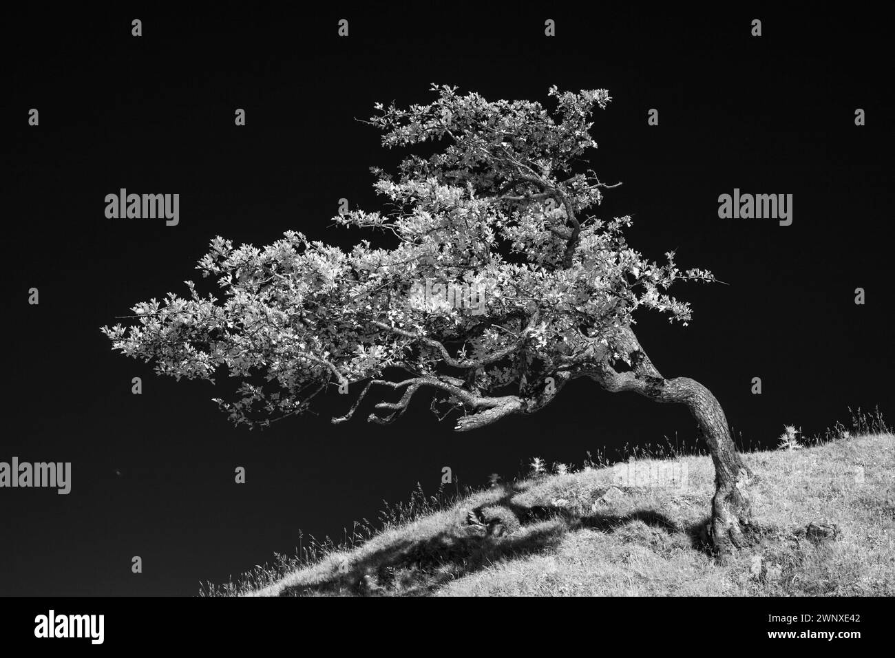 Wind blown Thorn tree Stock Photo - Alamy