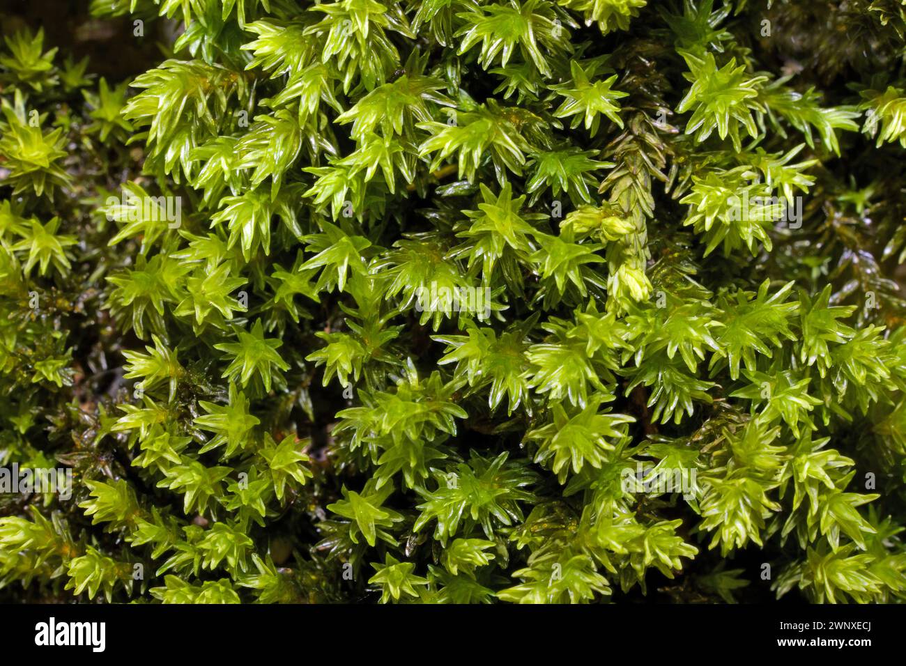 Moss in rivers hi-res stock photography and images - Alamy