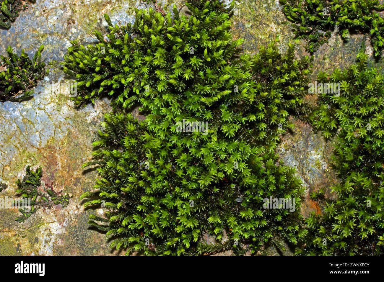 Dominant moss in rivers in western britain hi-res stock photography and ...