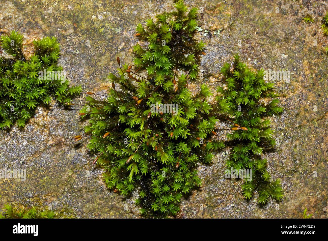 Moss in rivers hi-res stock photography and images - Alamy