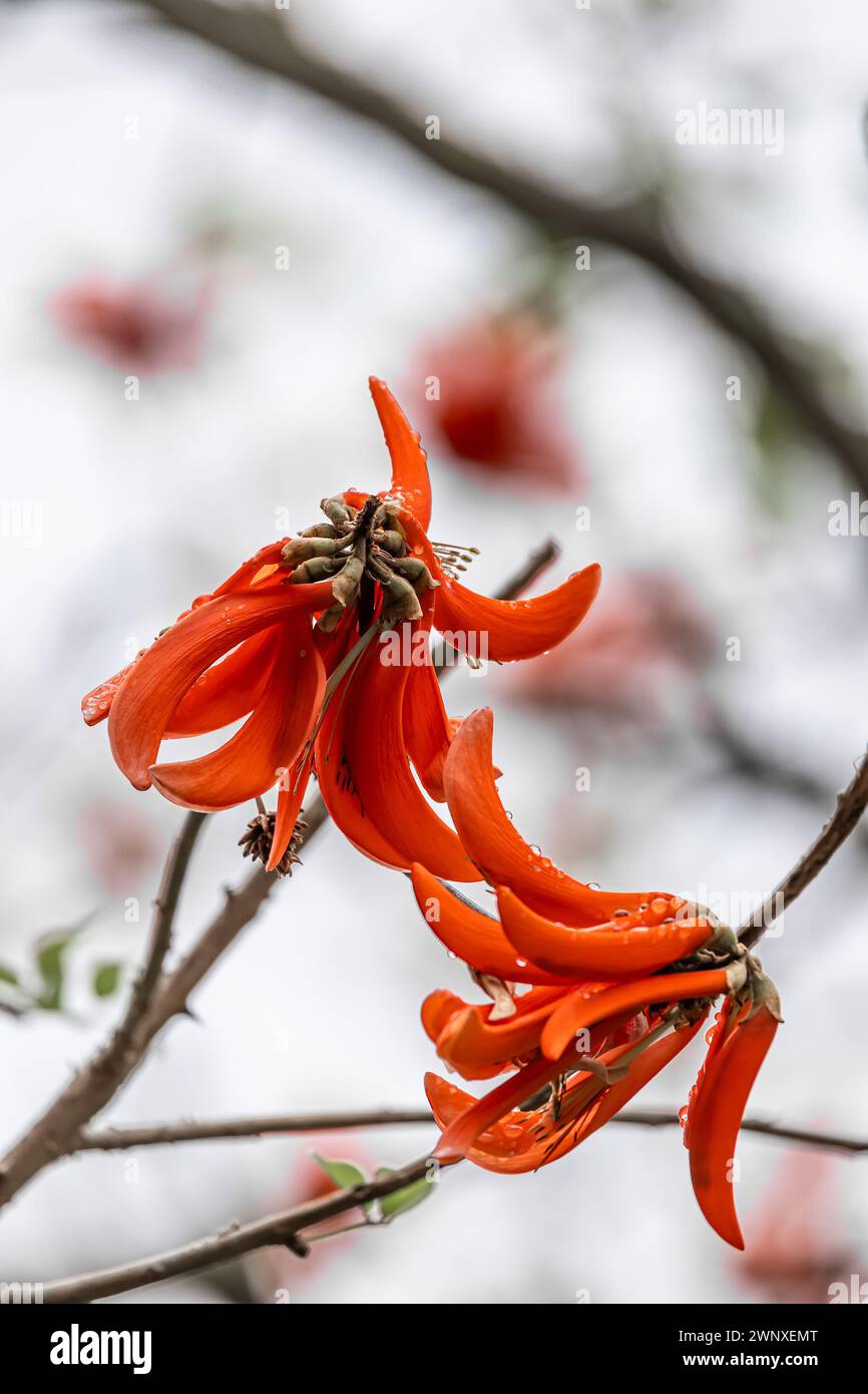 Red coral tree hi-res stock photography and images - Alamy