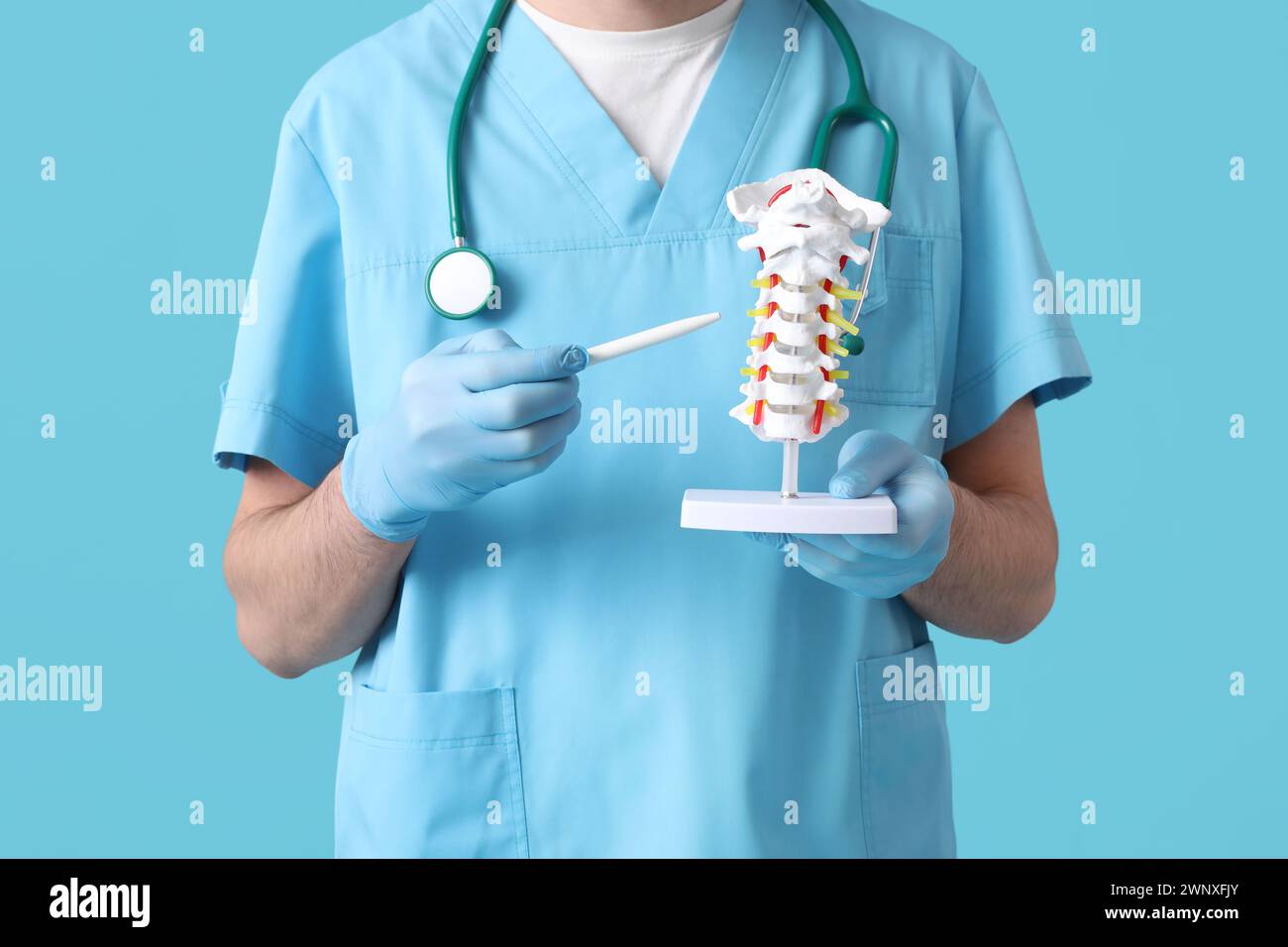 Male doctor demonstrating spinal anatomy with vertebral column model on ...