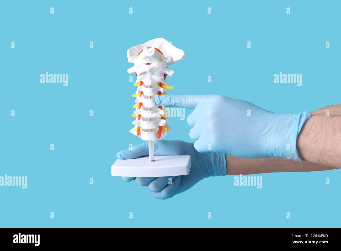 Male doctor demonstrating spinal anatomy with vertebral column model on ...