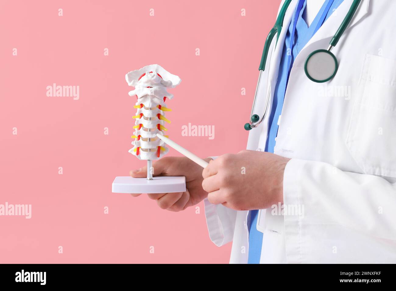 Male doctor demonstrating spinal anatomy with vertebral column model on ...