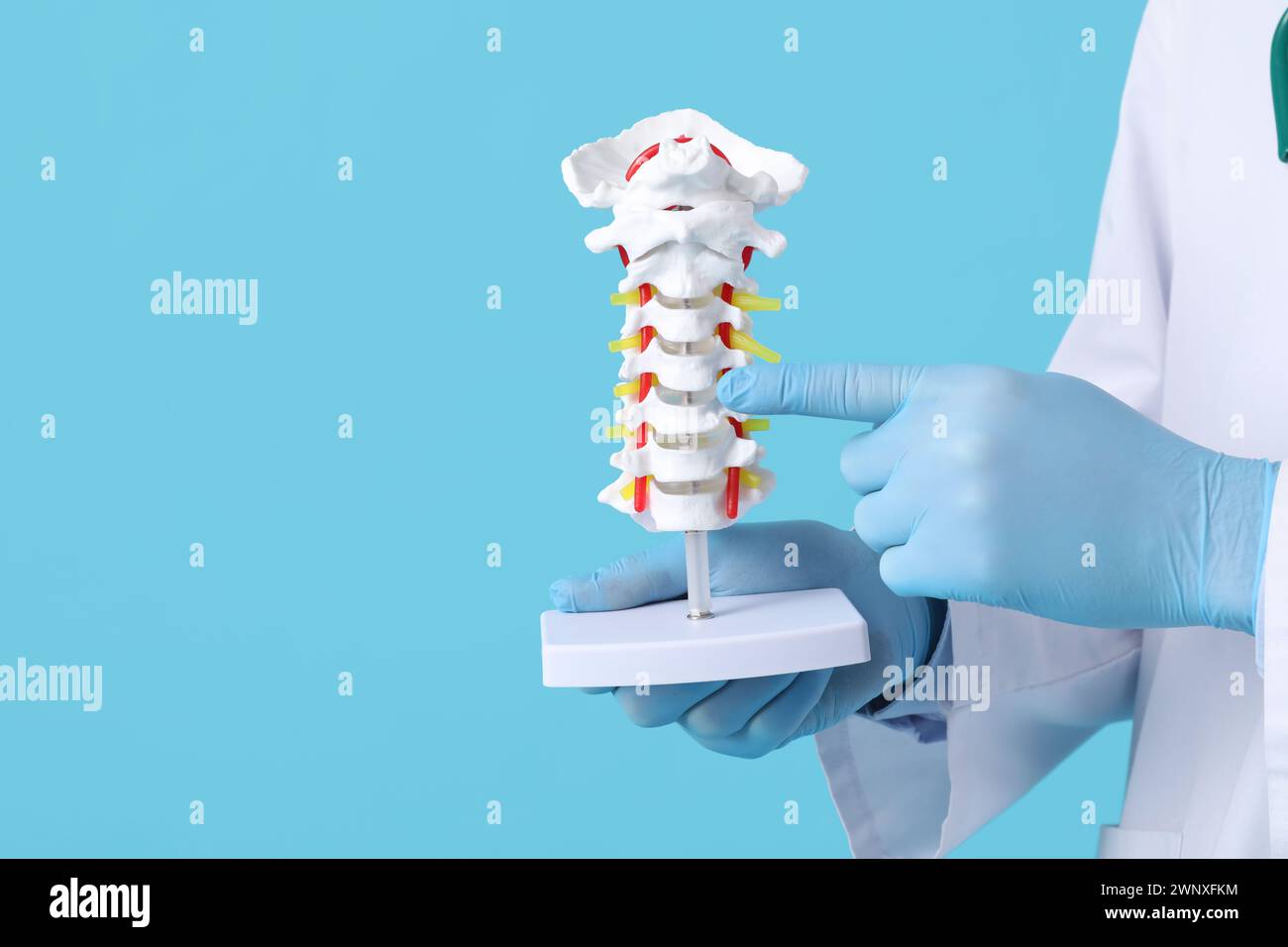 Male doctor demonstrating spinal anatomy with vertebral column model on ...