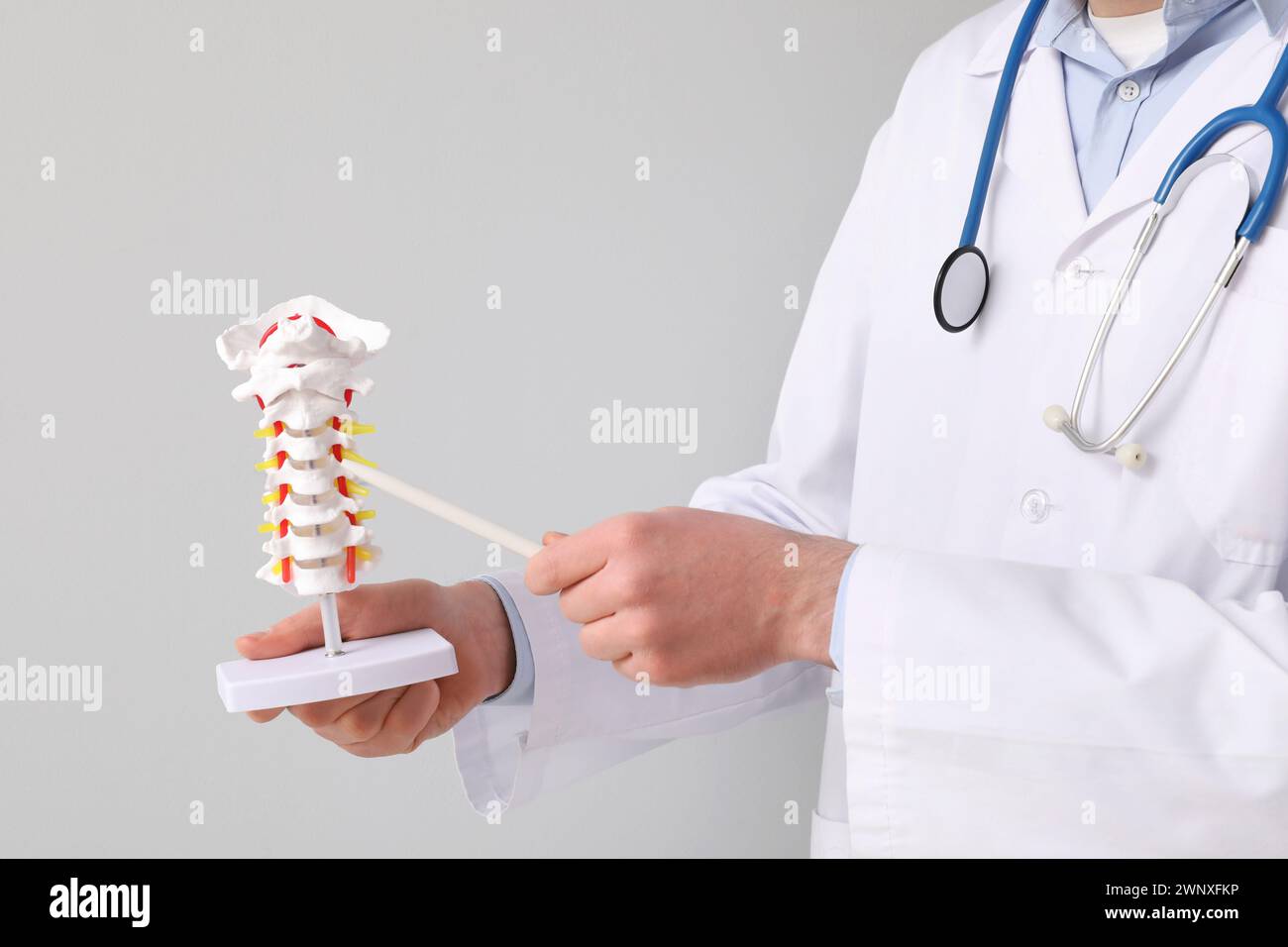 Male doctor demonstrating spinal anatomy with vertebral column model on ...