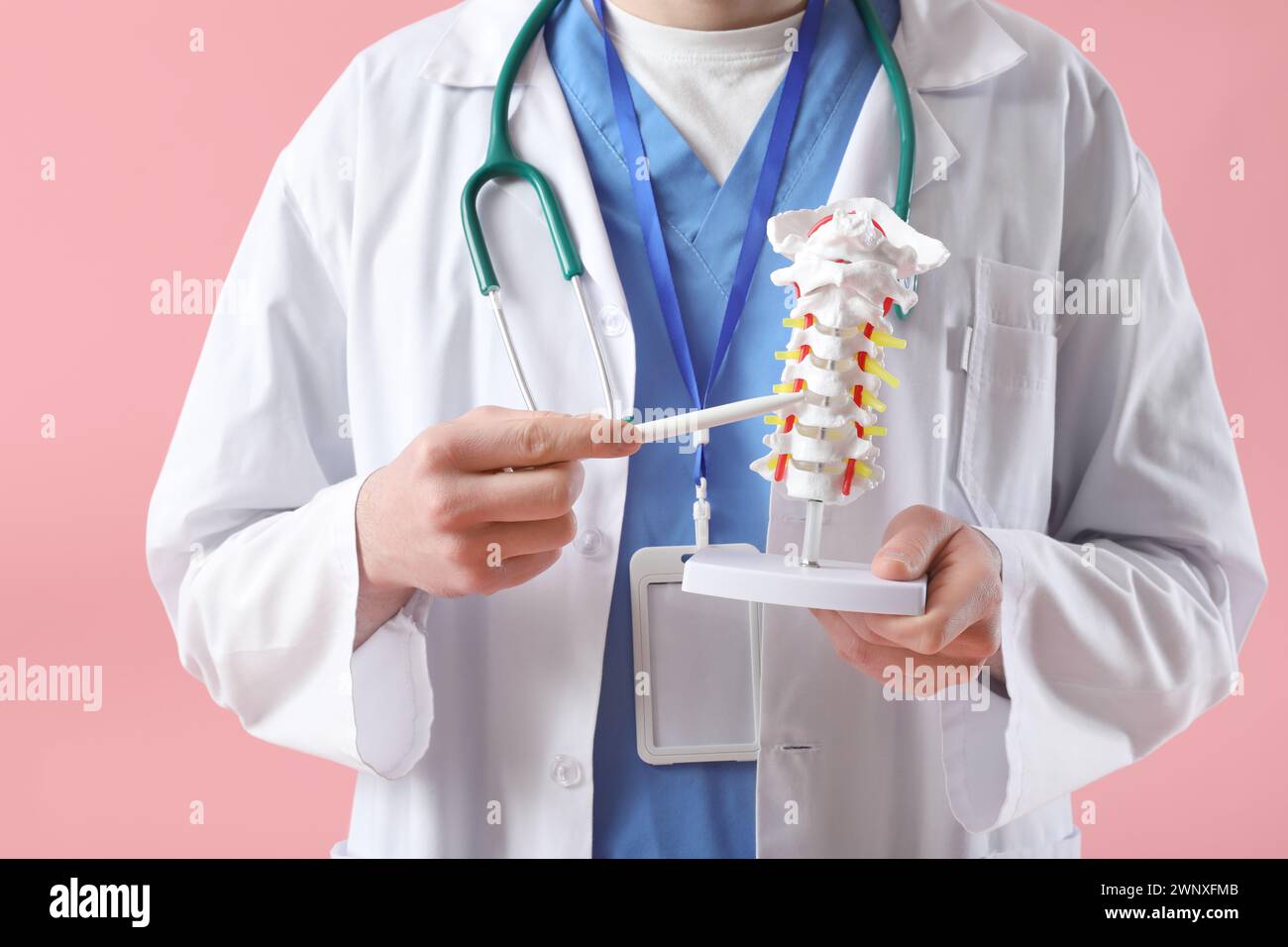 Male doctor demonstrating spinal anatomy with vertebral column model on ...