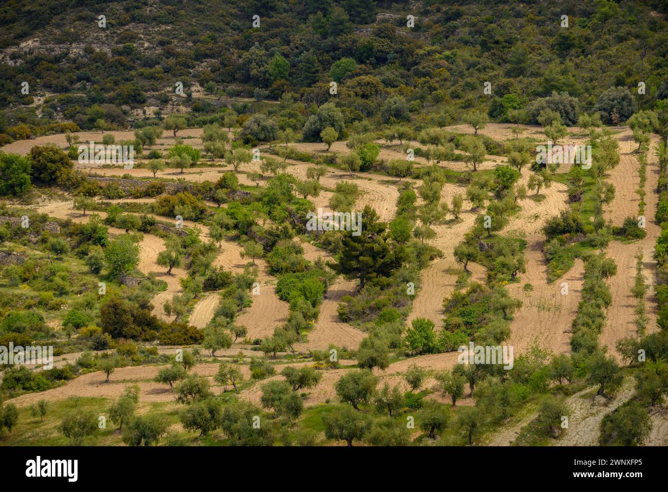 Olea olea europaea arboles hi-res stock photography and images - Alamy
