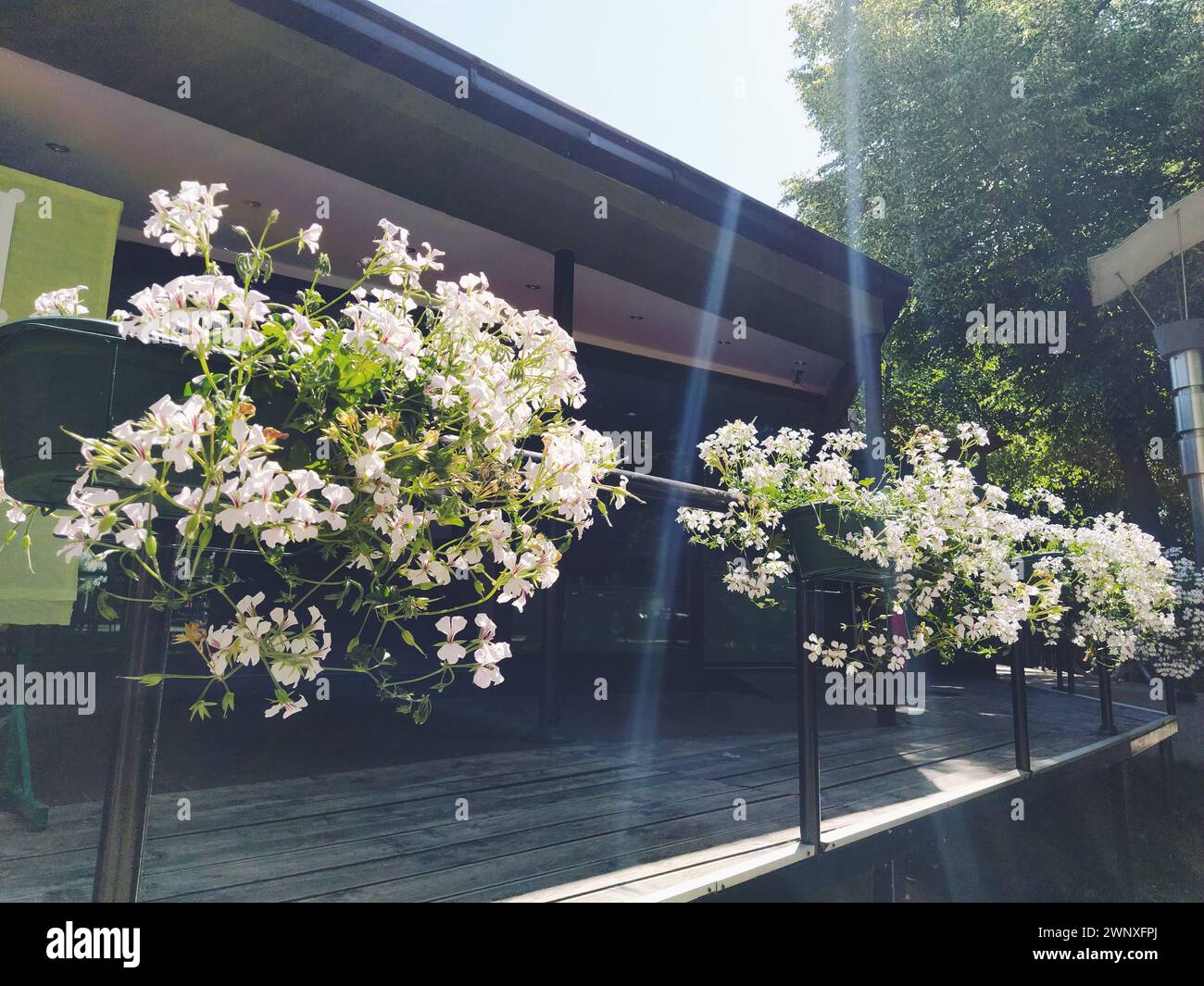 Pelargonium is a genus of plants in the family Geraniumaceae. White ivy ...