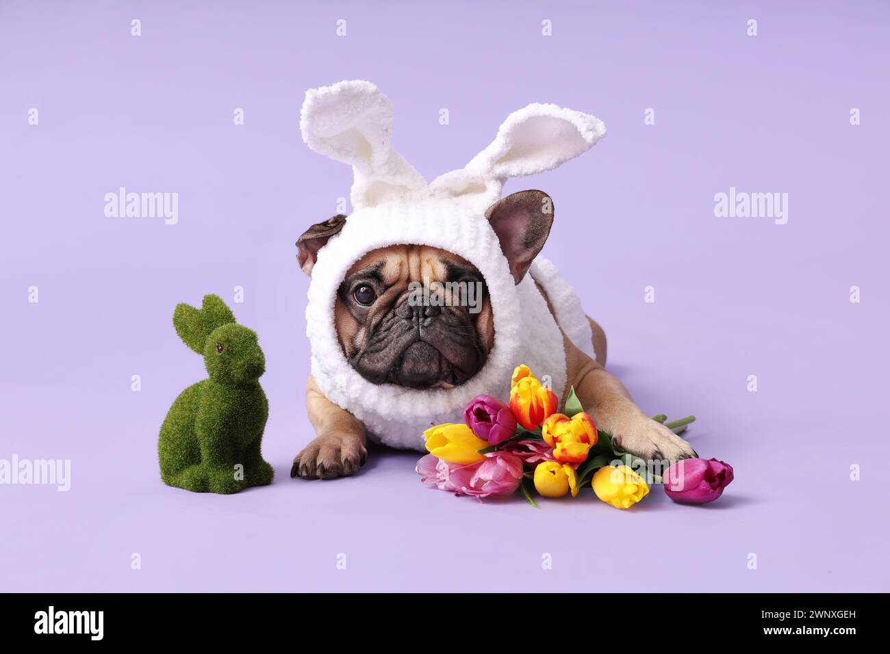 Cute French bulldog in bunny costume with beautiful tulips and toy ...