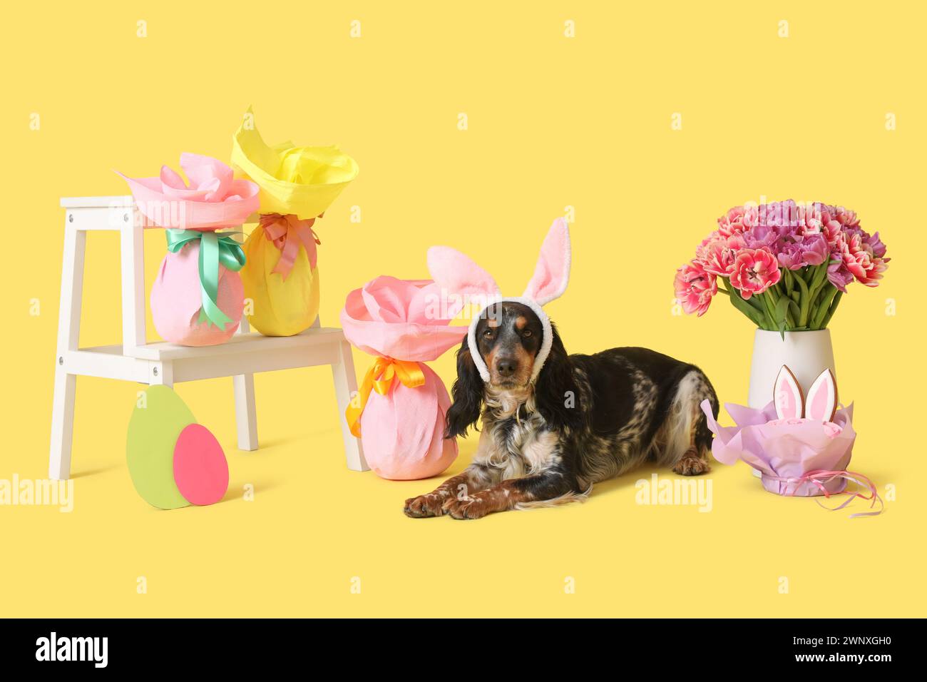 Cute cocker spaniel in bunny ears with Easter gift eggs and beautiful ...