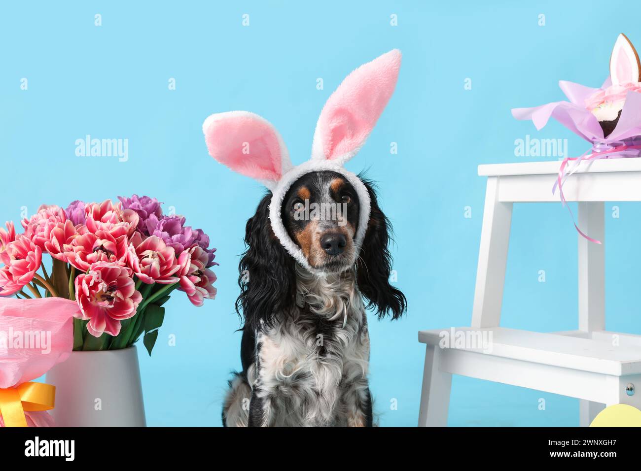 Cute cocker spaniel in bunny ears and beautiful tulips on blue ...