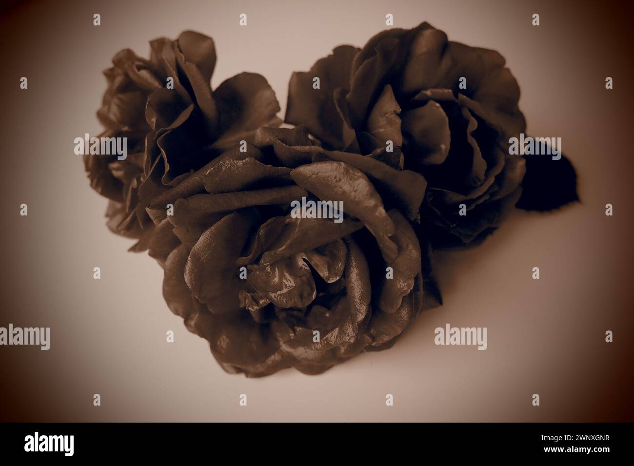 Three Sepia Brown Roses tone. White background, dark vignetting on the ...