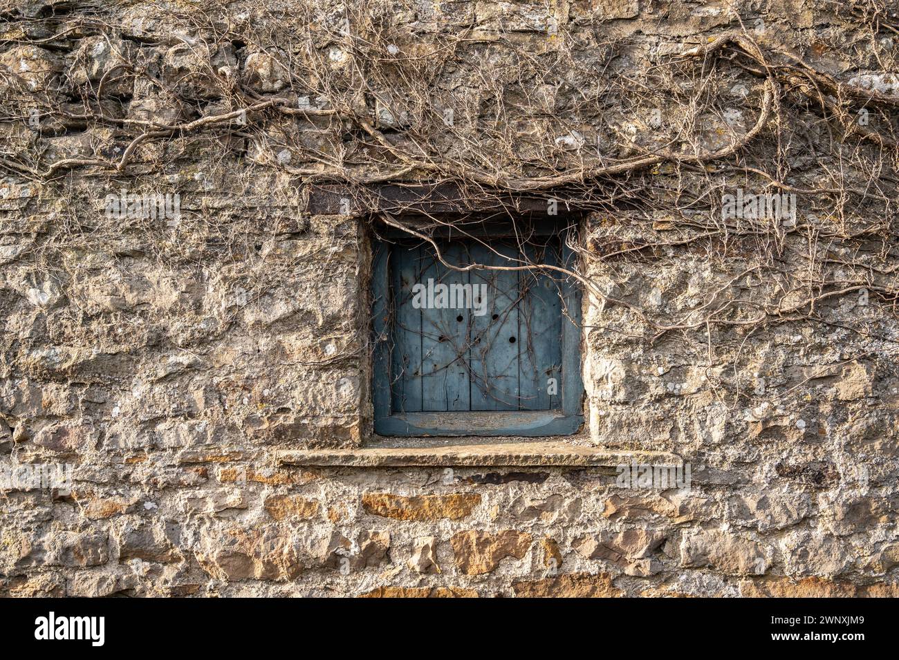 Blue window on stone wall covered in roots Yorkshire Dales England ...