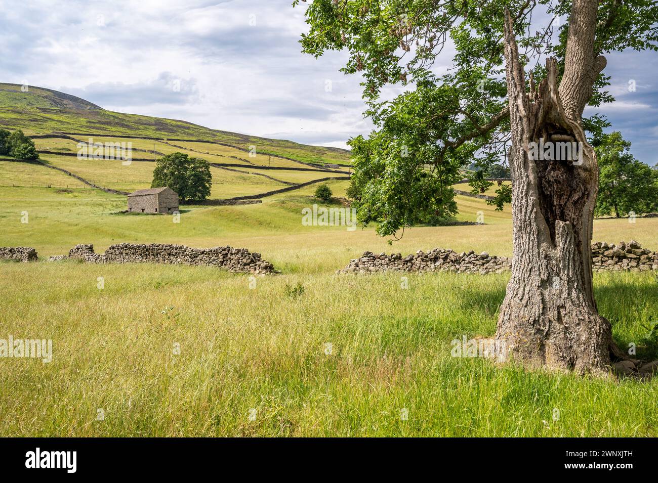 Wide green field with a stone house and a posing tree Yorkshire Dales ...