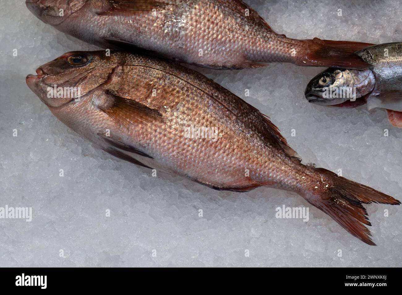 Cl20240224 hi-res stock photography and images - Alamy