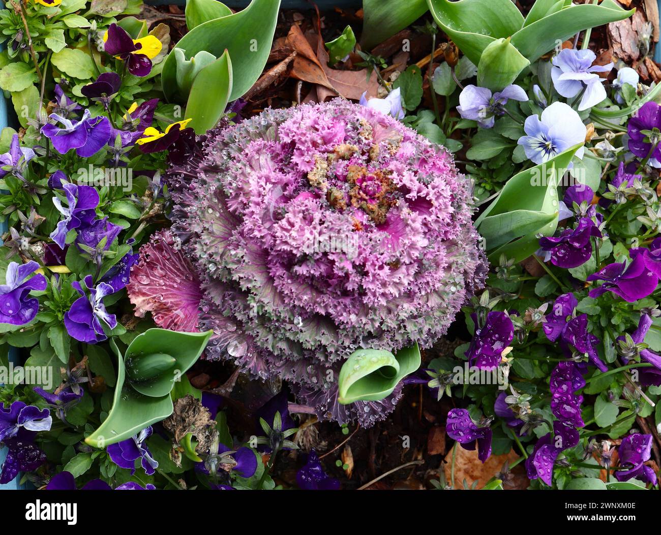 Ornamental cabbage winter hi-res stock photography and images - Alamy
