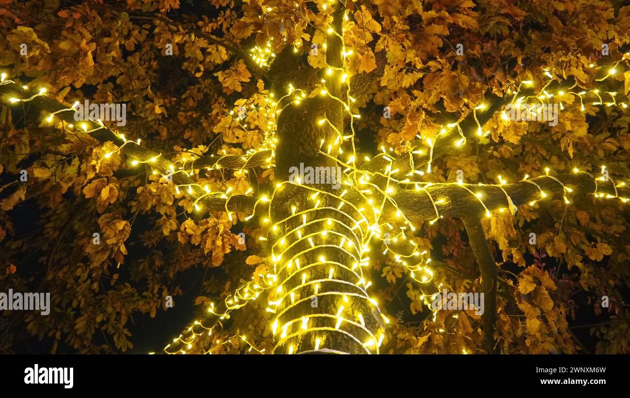 Golden yellow garlands are hung on the oak tree. Trunk and crown with ...