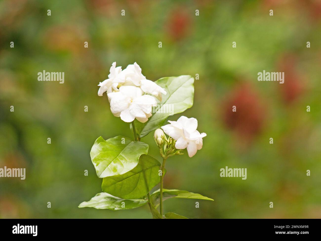 Arabian jasmine plant and flowers ( jasminum sambac) on a natural ...