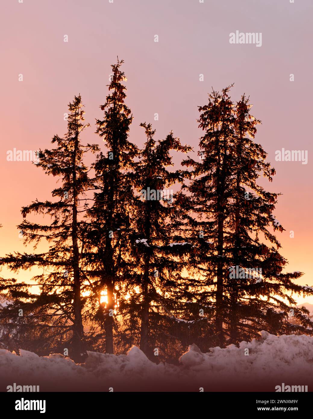 Fir trees in a sunset background Stock Photo - Alamy