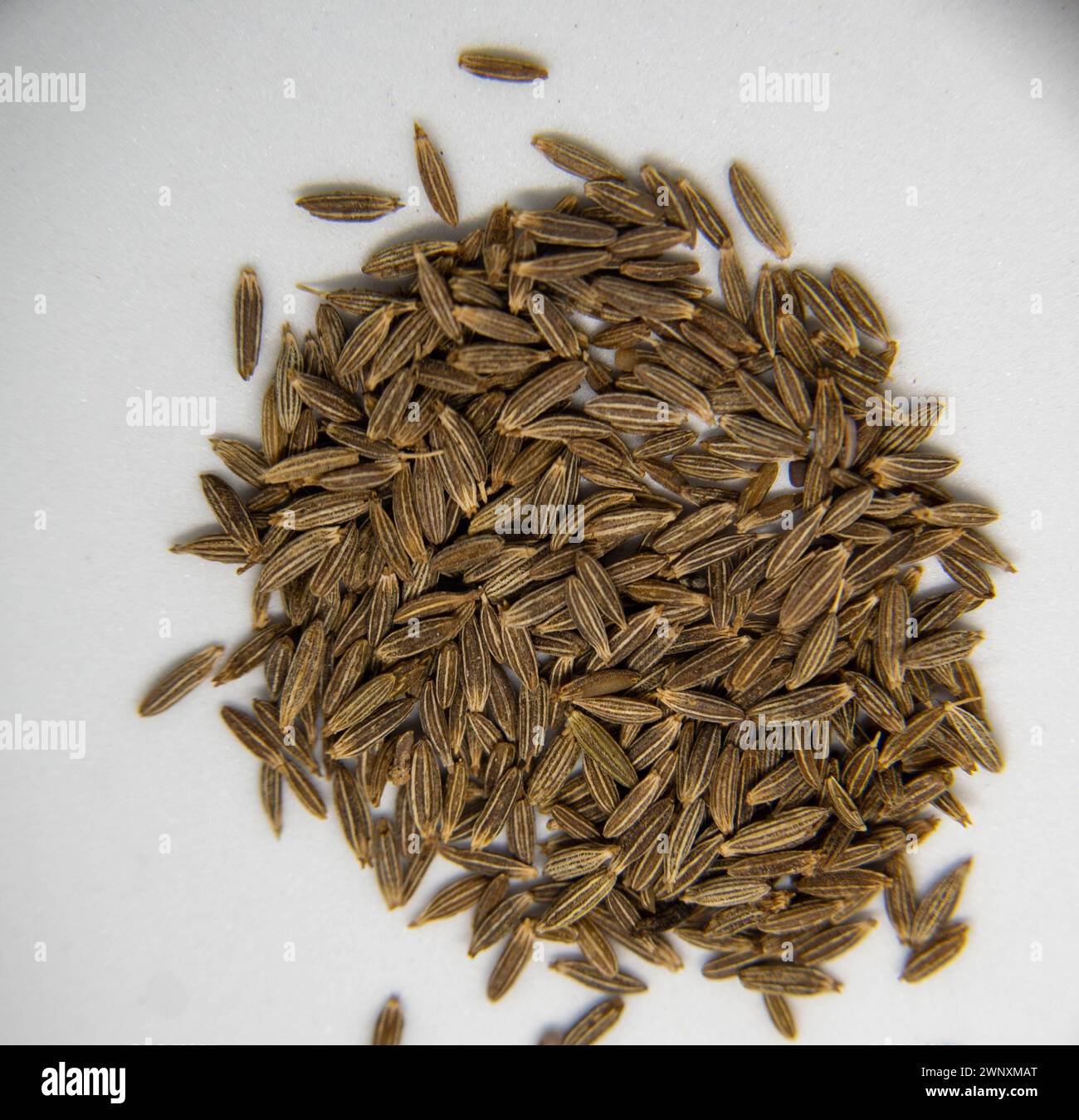 Cumin plant hi-res stock photography and images - Alamy