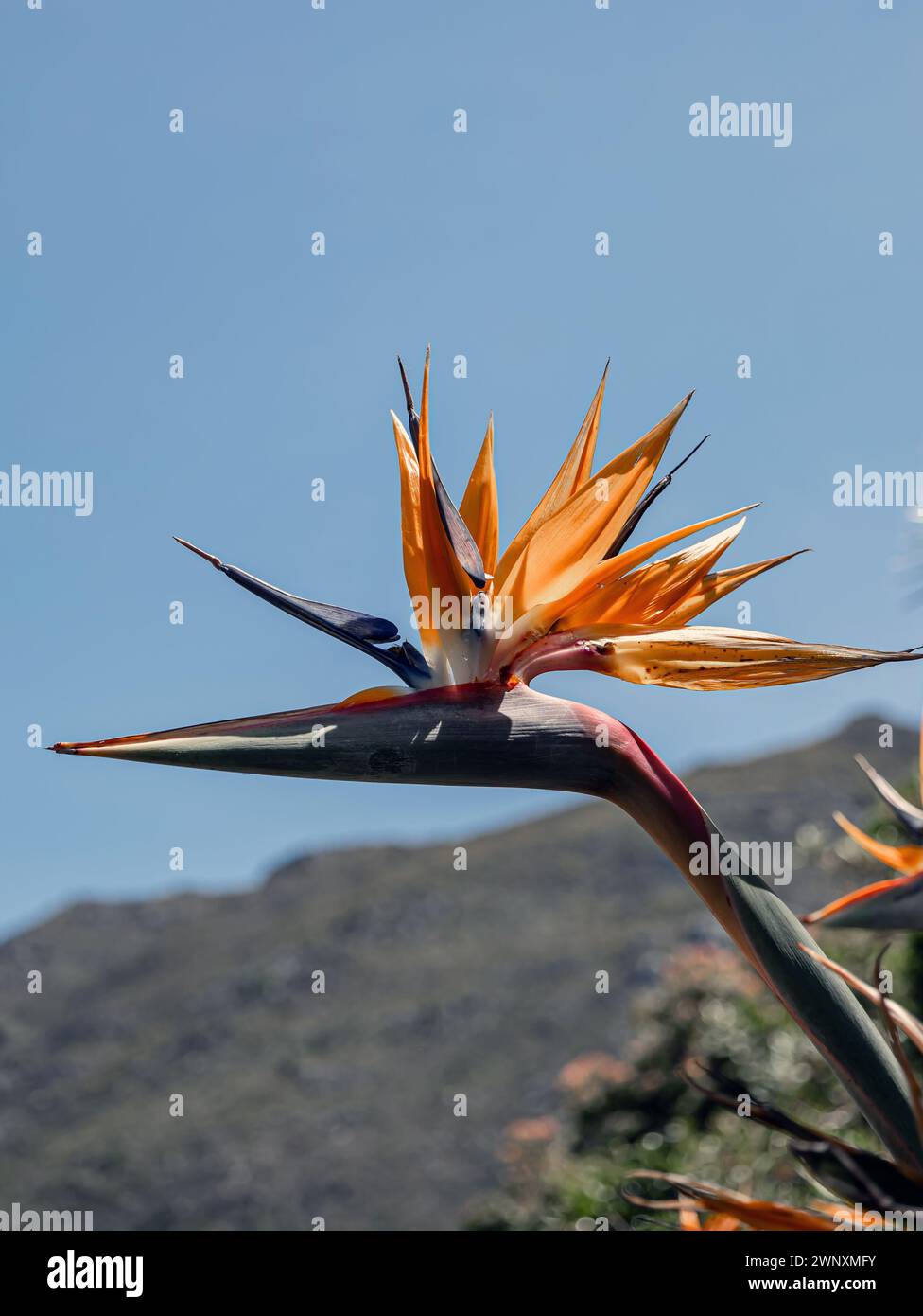 Strelitzia reginae, Paradise Bird flower against the backdrop of a hill ...