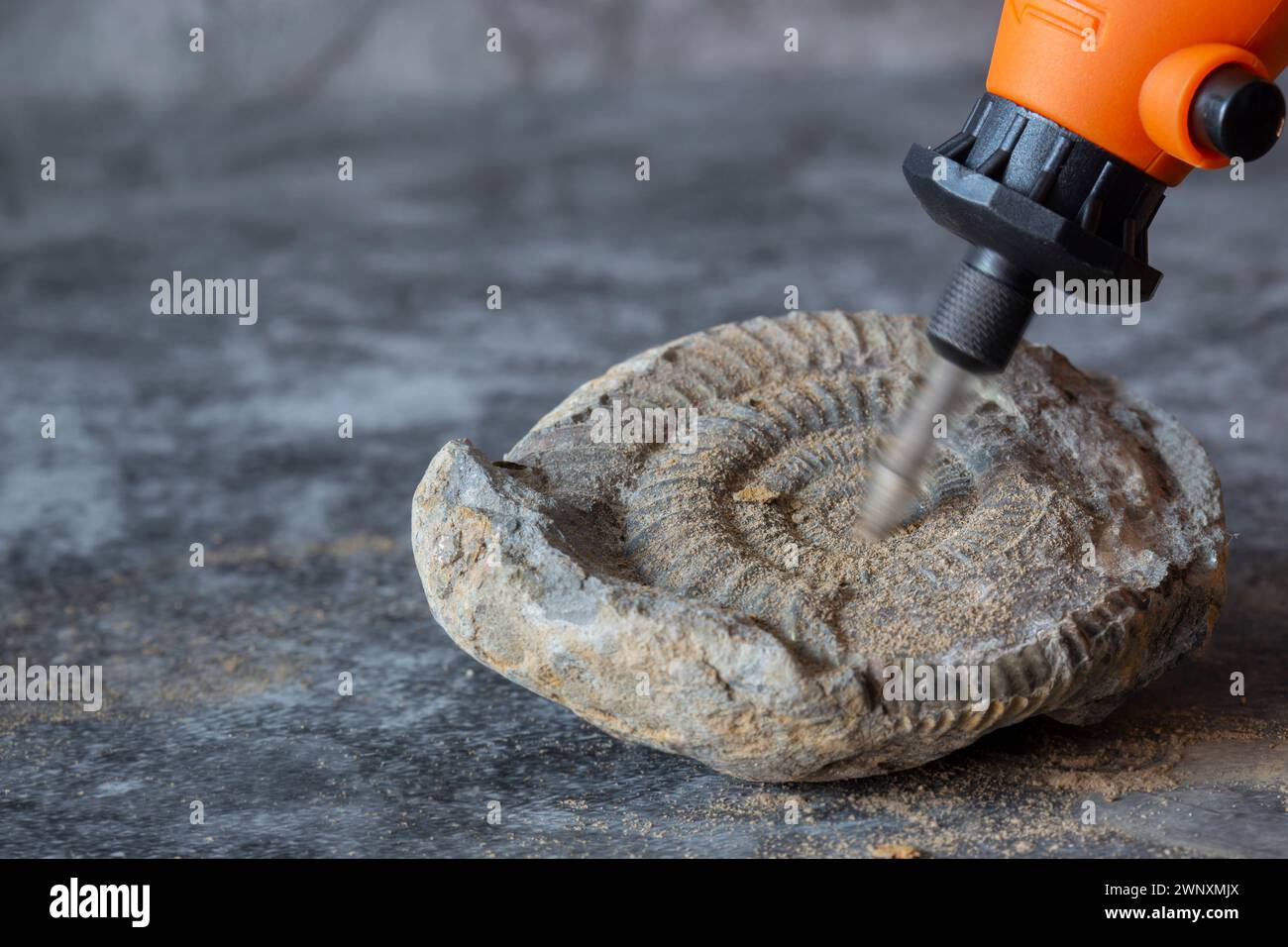 Grinding rock to reveal an Ammonite fossil with a precision electric ...