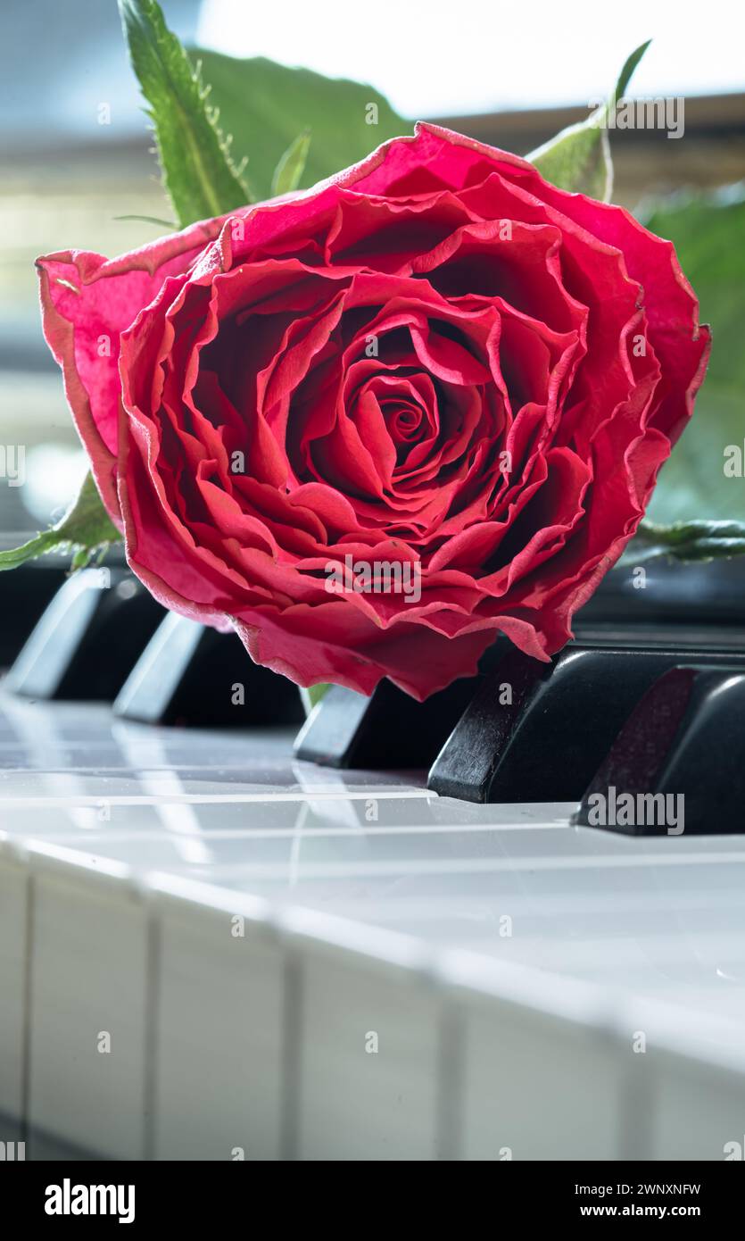 Red beautiful rose put on piano keyboard with free space for text ...