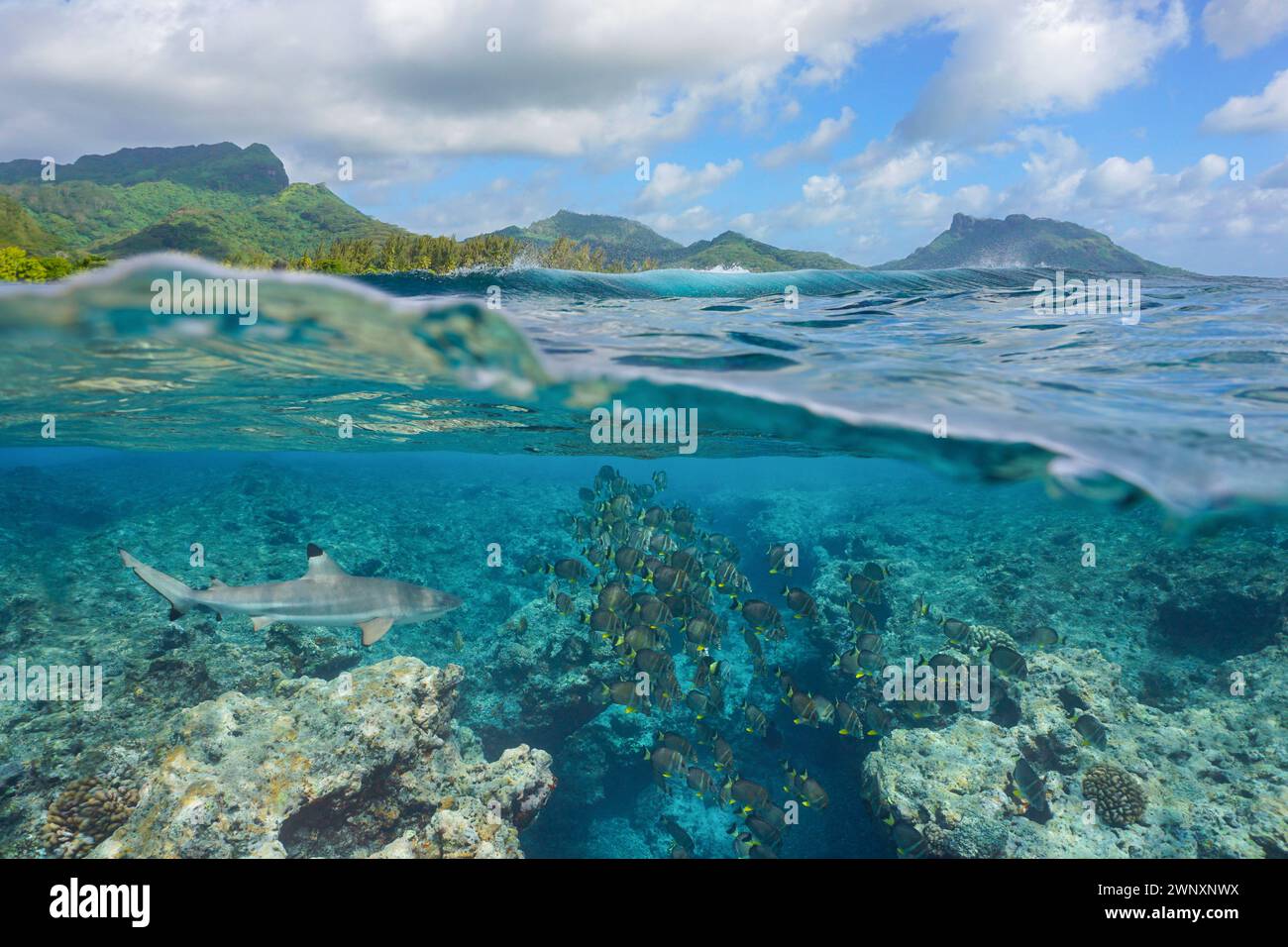 Fish school with a shark underwater in the ocean on the reef of a south ...