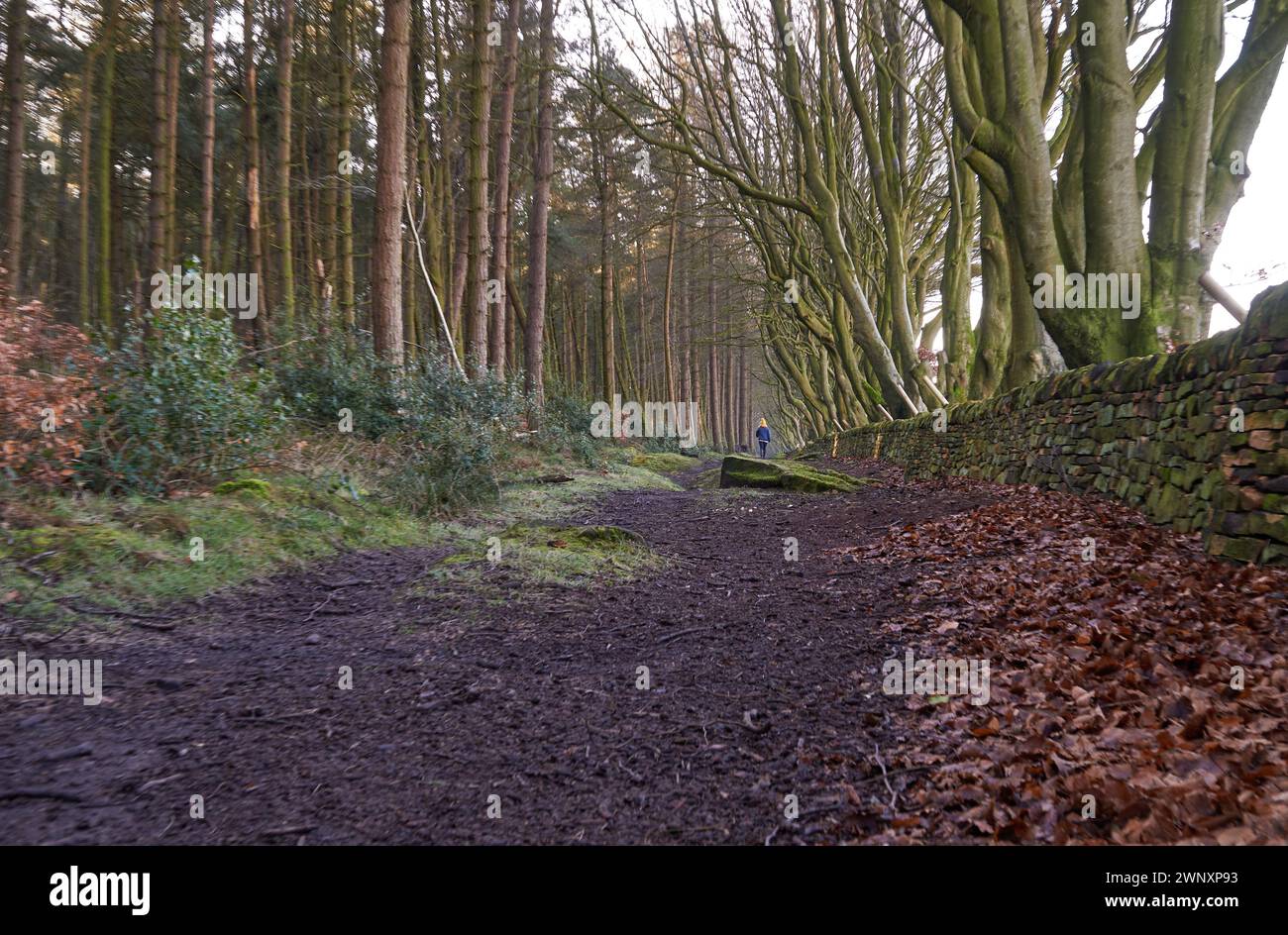 Long woodland path lined with Beech trees in Upper Moor, Derbyshire, UK ...