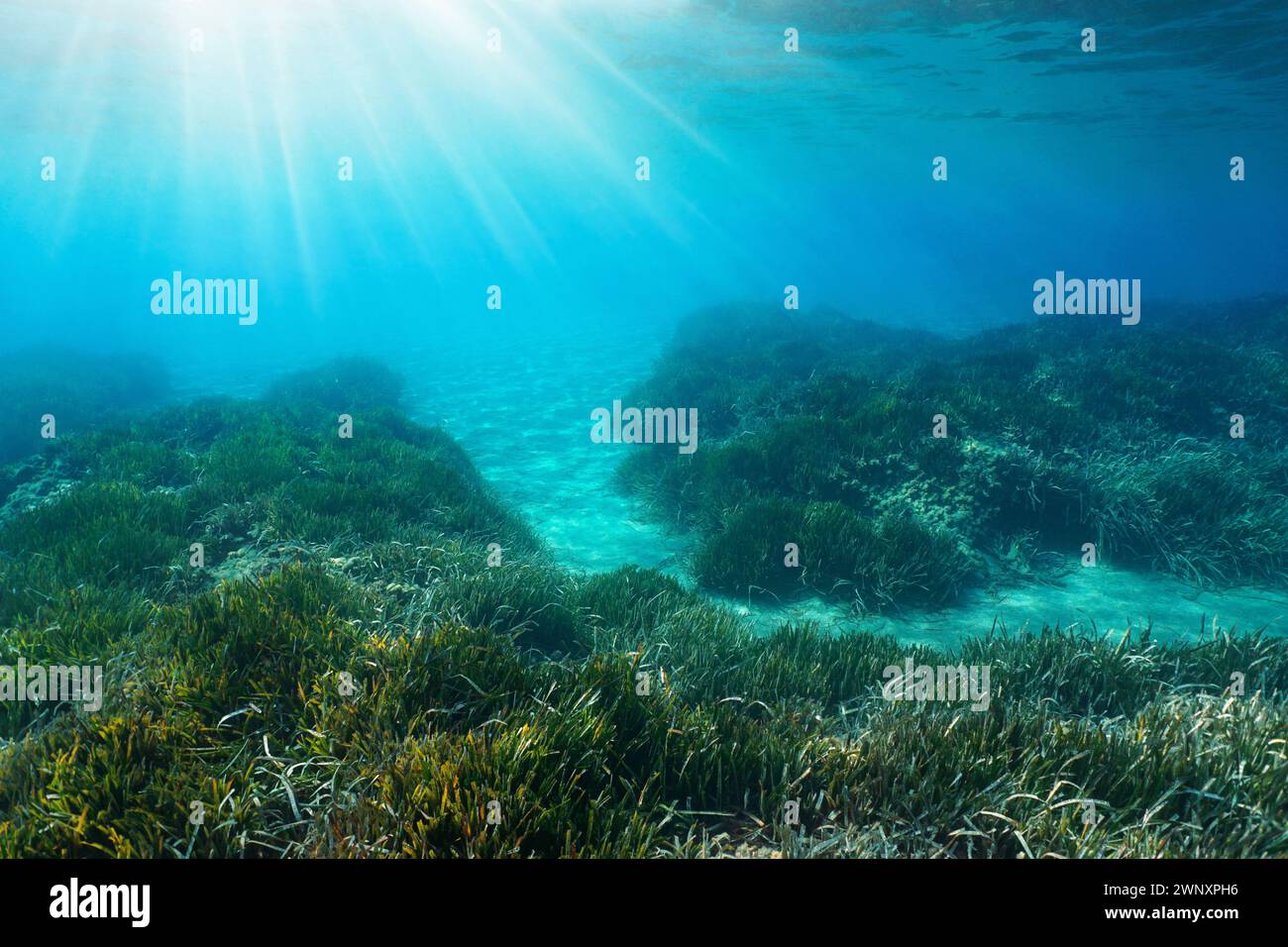 Sunlight underwater on a seabed with seagrass and sand in the ...
