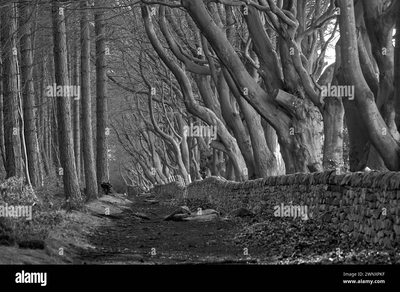 Long woodland path lined with Beech trees in Upper Moor, Derbyshire, UK ...