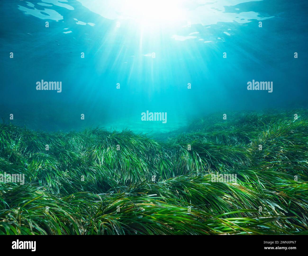 Oceanica hi-res stock photography and images - Alamy