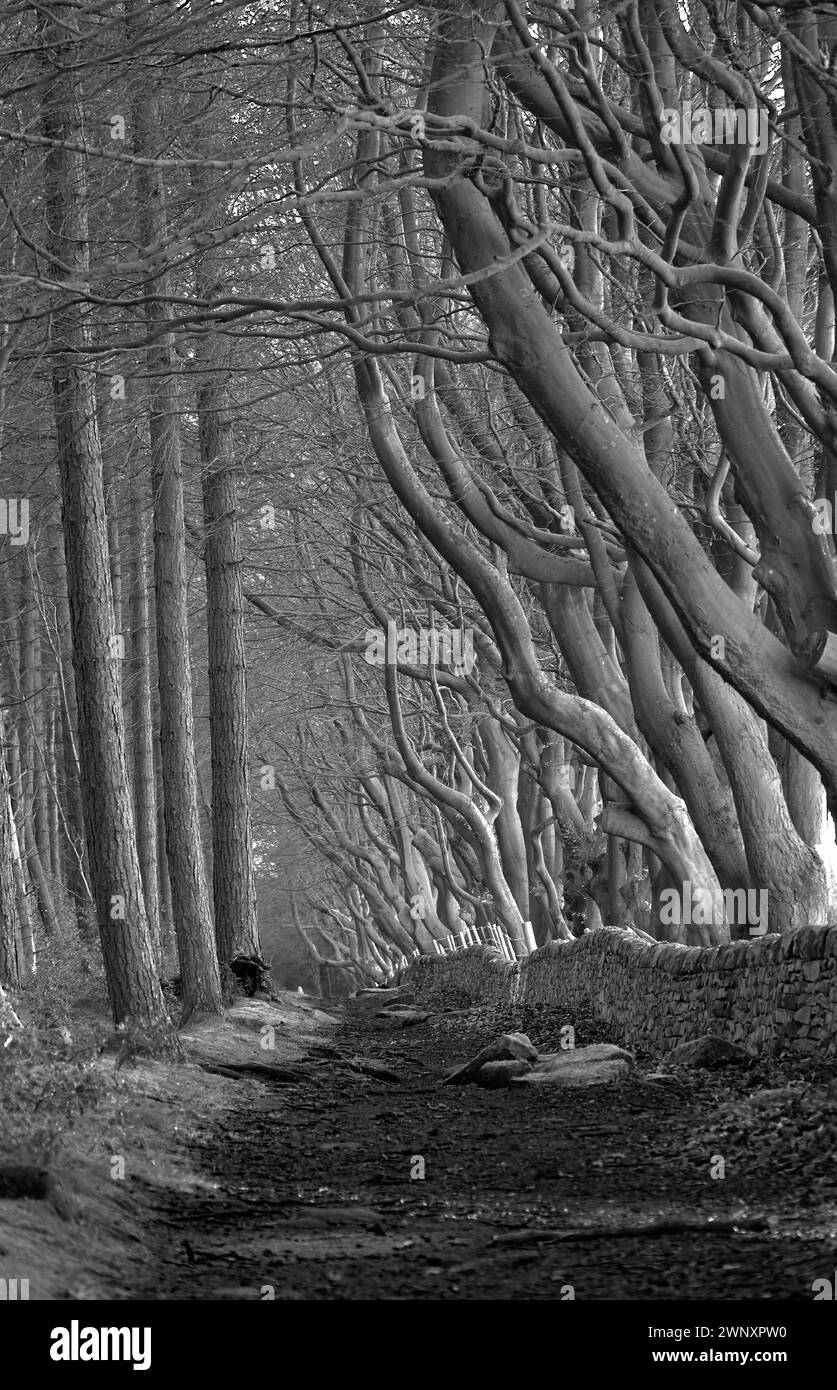 Creepy tree tunnel Black and White Stock Photos & Images - Alamy
