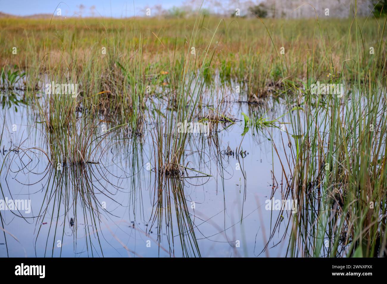 low level view along the water surface of wetland swamp in the ...