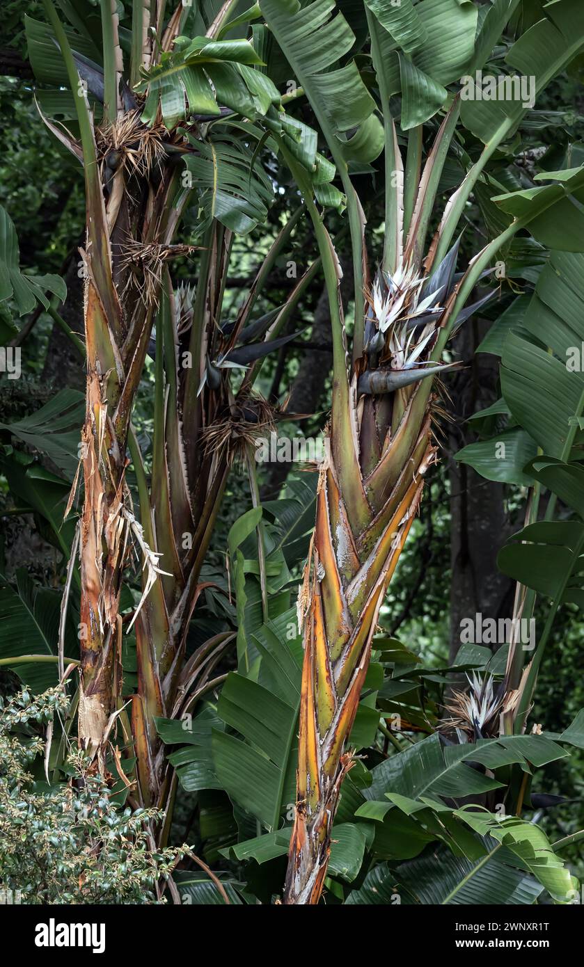 Strelitzia nicolai, giant white paradise bird plant, wild banana plant ...