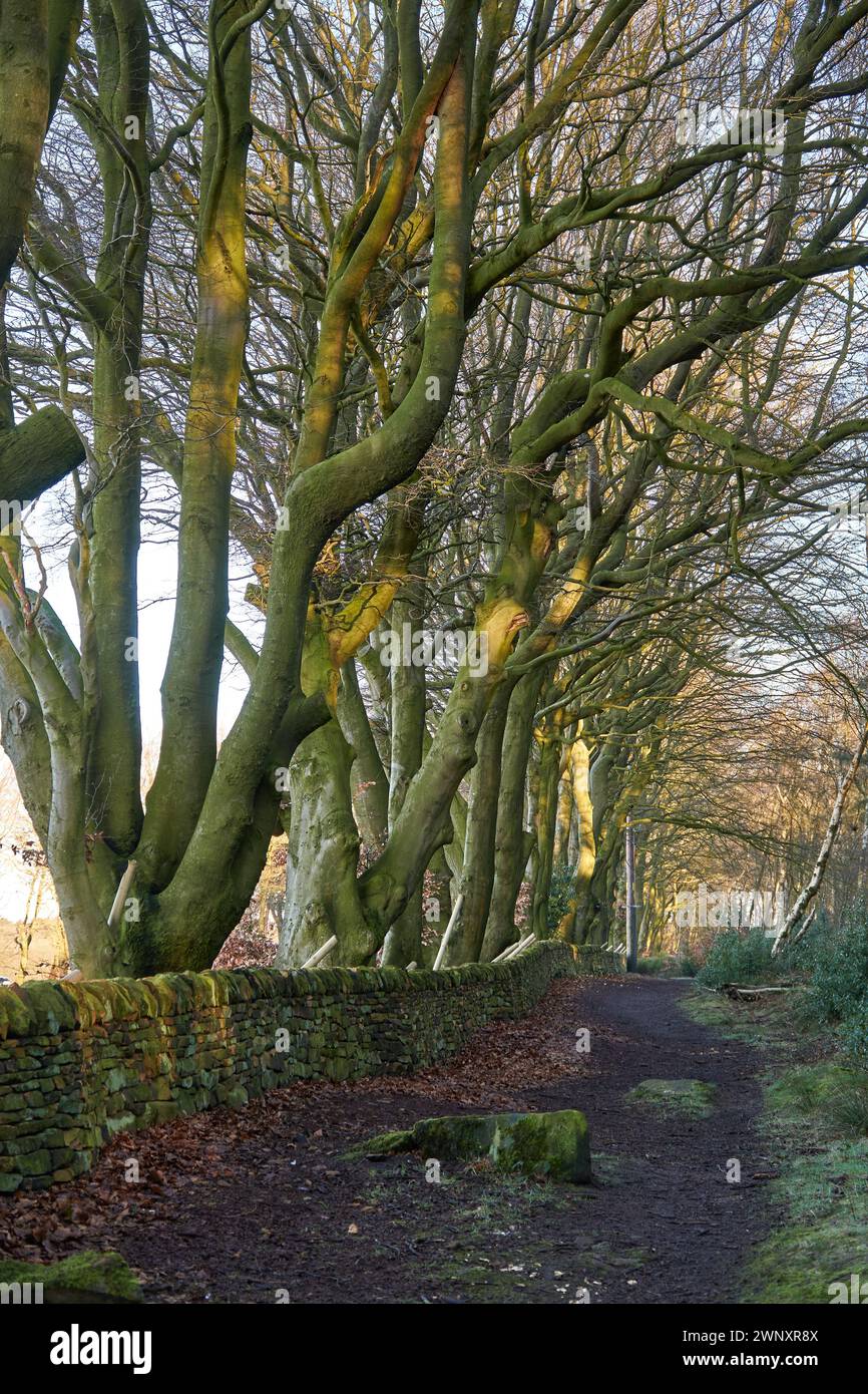 Long woodland path lined with Beech trees in Upper Moor, Derbyshire, UK ...
