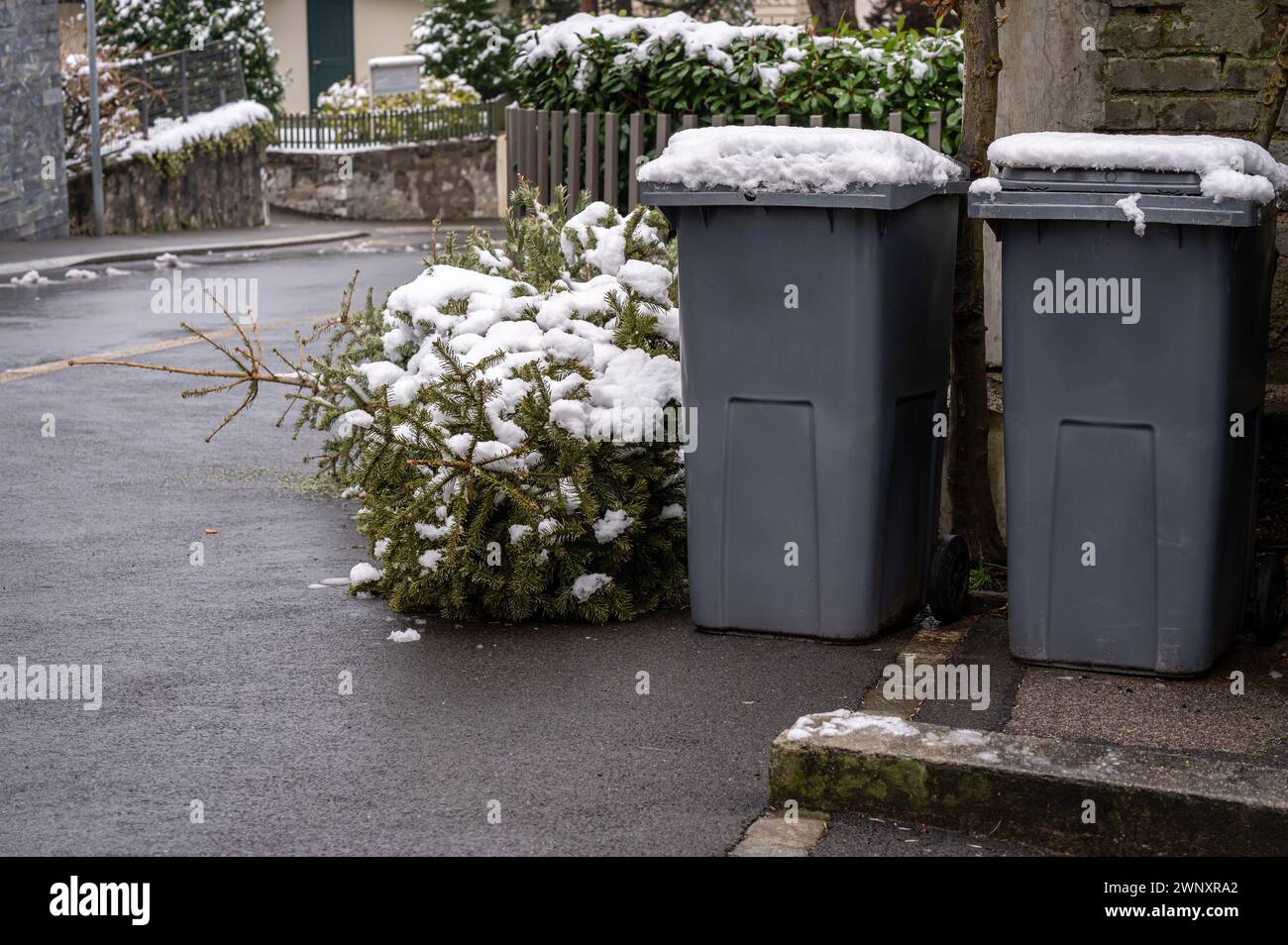 One abandoned Christmas tree in the street beside garbage bin after the ...