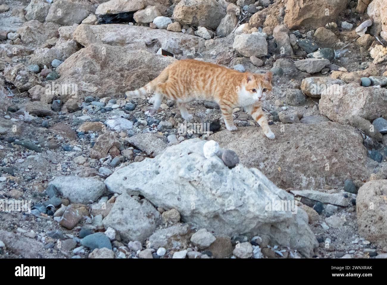 Ginger kitten with copy space hi-res stock photography and images - Alamy