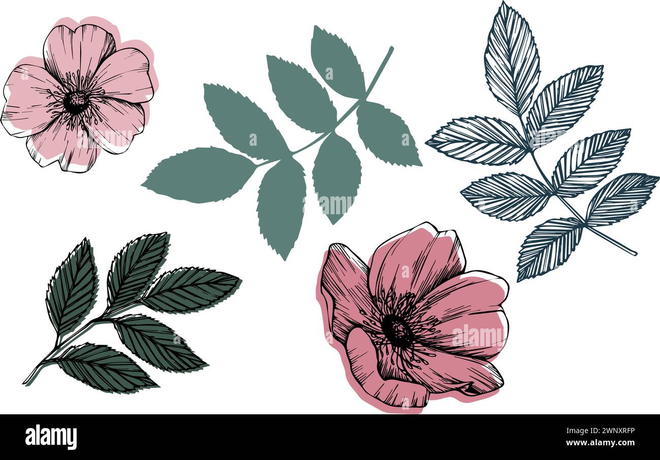 Rose hip vector set with leaves and flowers. Wild rose, medicinal herb ...