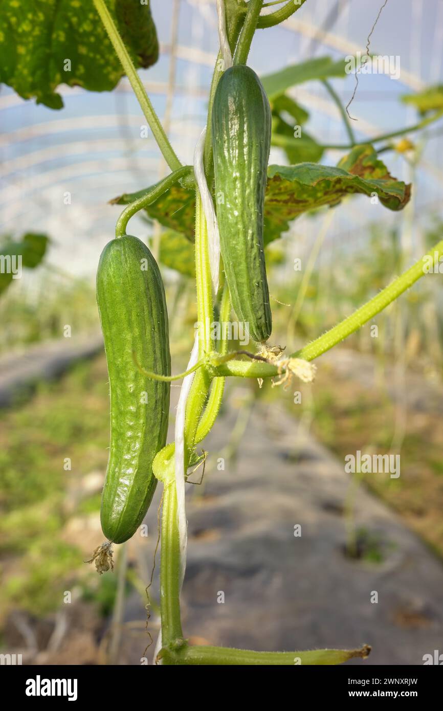 Greenhouse organic cucumber plantation, selective focus Stock Photo - Alamy