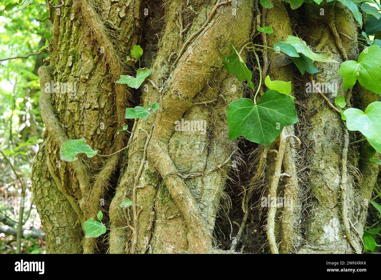 Creepers on tree branches in a European forest. Serbia, Fruska Gora ...