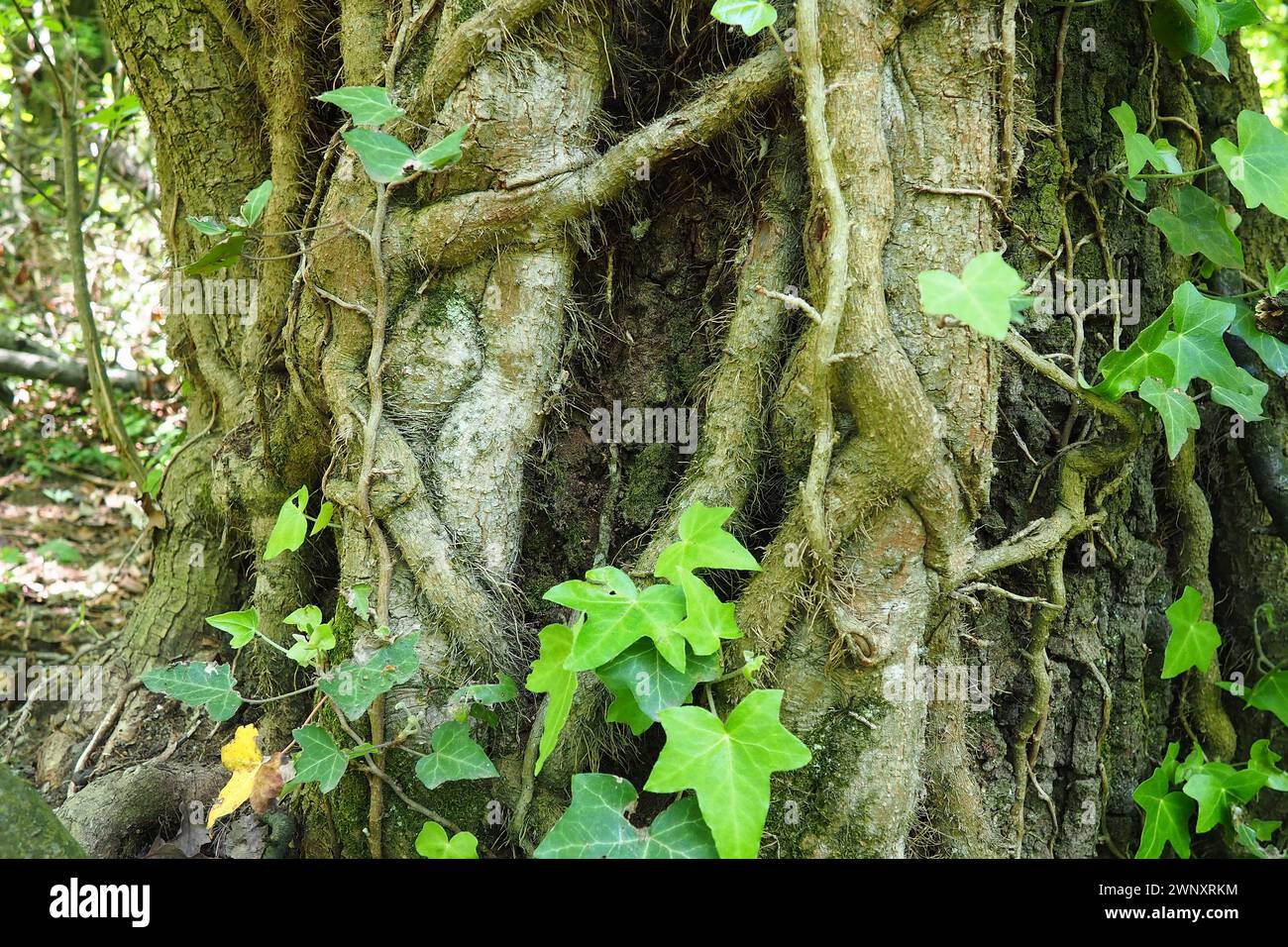 Creepers on tree branches in a European forest. Serbia, Fruska Gora ...