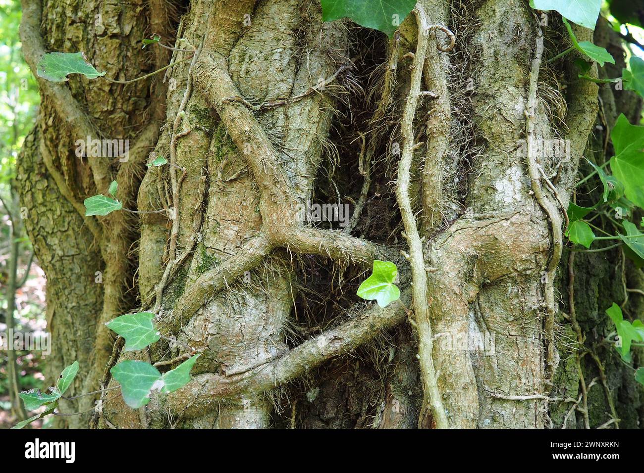 Creepers on tree branches in a European forest. Serbia, Fruska Gora ...