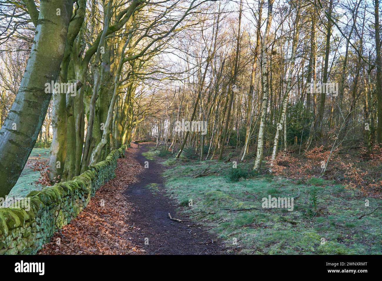 Long woodland path lined with Beech trees in Upper Moor, Derbyshire, UK ...