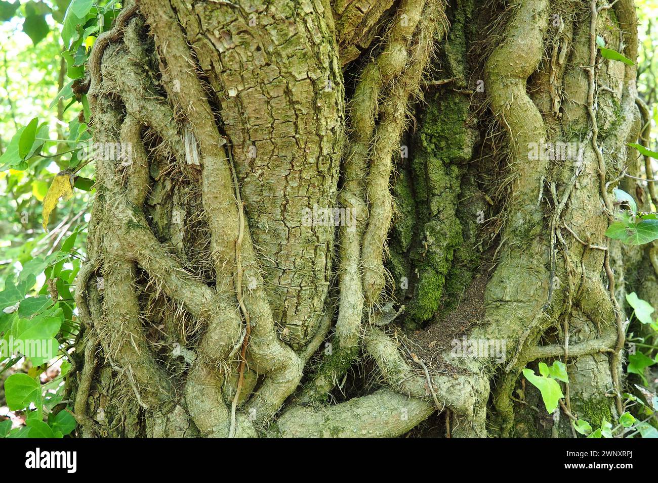 Creepers on tree branches in a European forest. Serbia, Fruska Gora ...